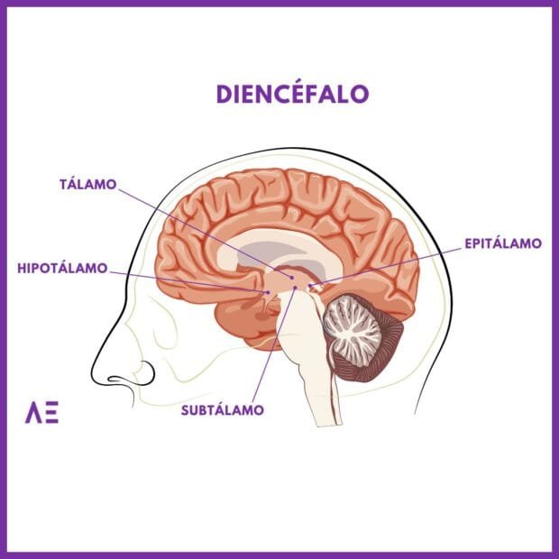 Diencéfalo: Anatomía, Funciones y su Rol en las Emociones y el Estado ...