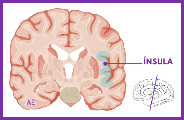Lóbulo de la Ínsula: Anatomía y Funciones