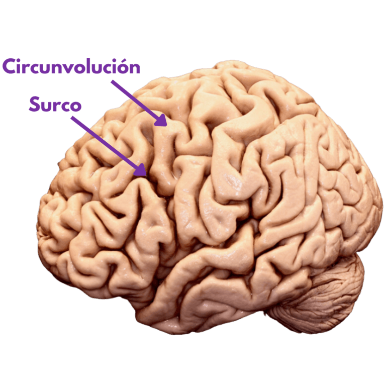Neuroanatomía: Circunvoluciones y Surcos