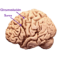 Neuroanatomía: Circunvoluciones y Surcos