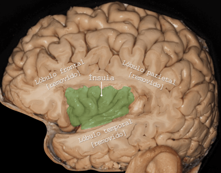 Neuroanatomía: Ínsula